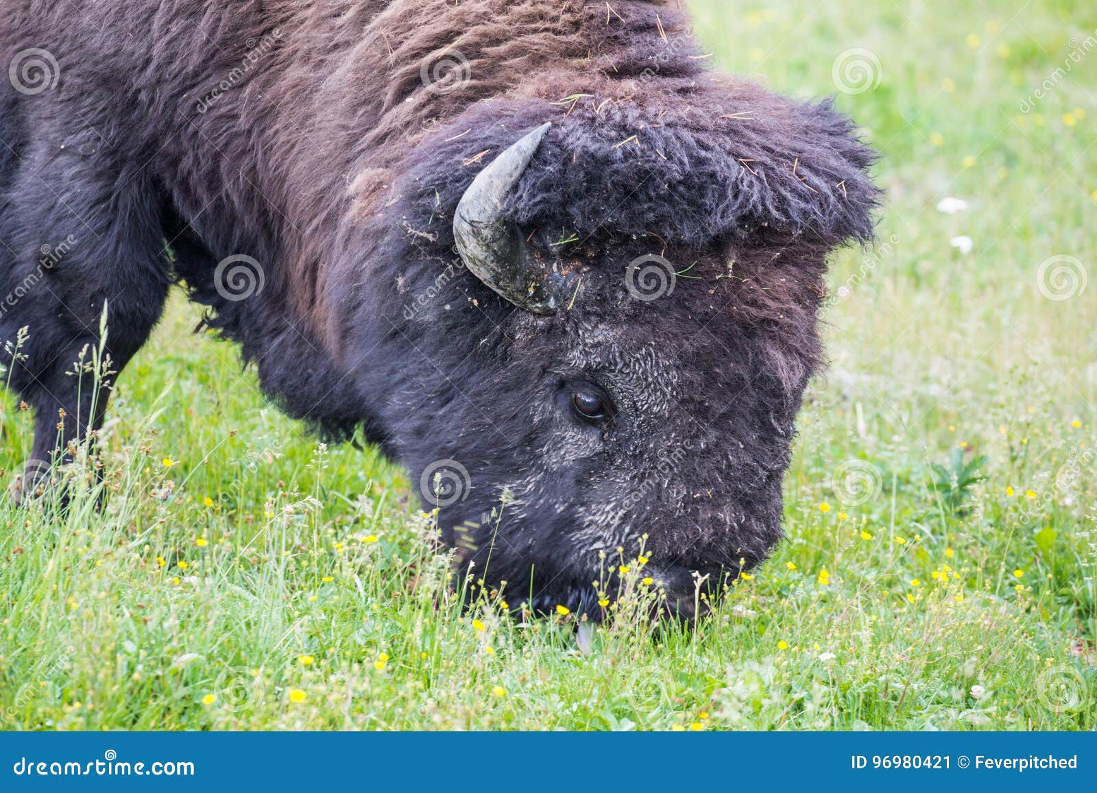 Large Bison Feeding in the Meadow. Stock Image - Image of wild, park ...