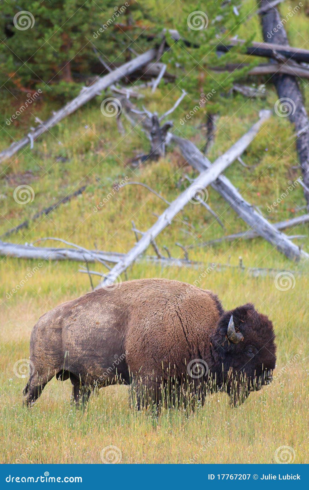 Large Bison in Grassland stock image. Image of travel - 17767207