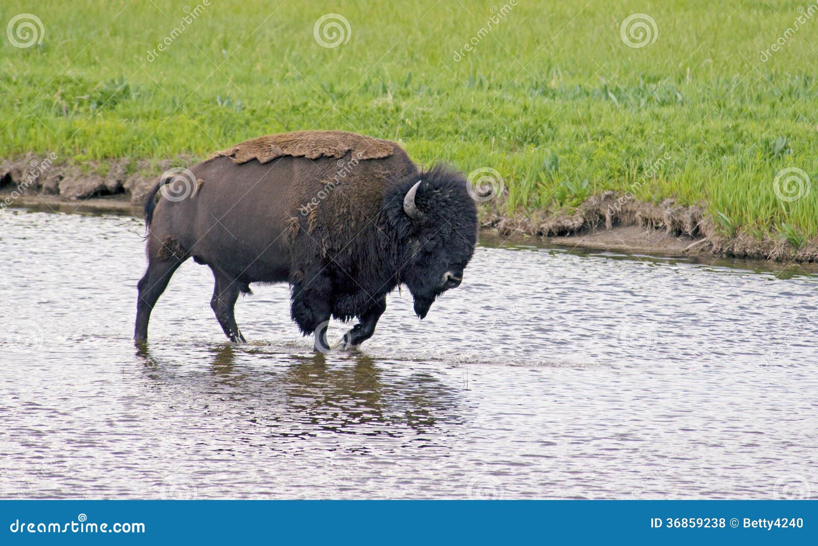 Large Bison Wading through Water. Stock Photo - Image of hair, bull ...