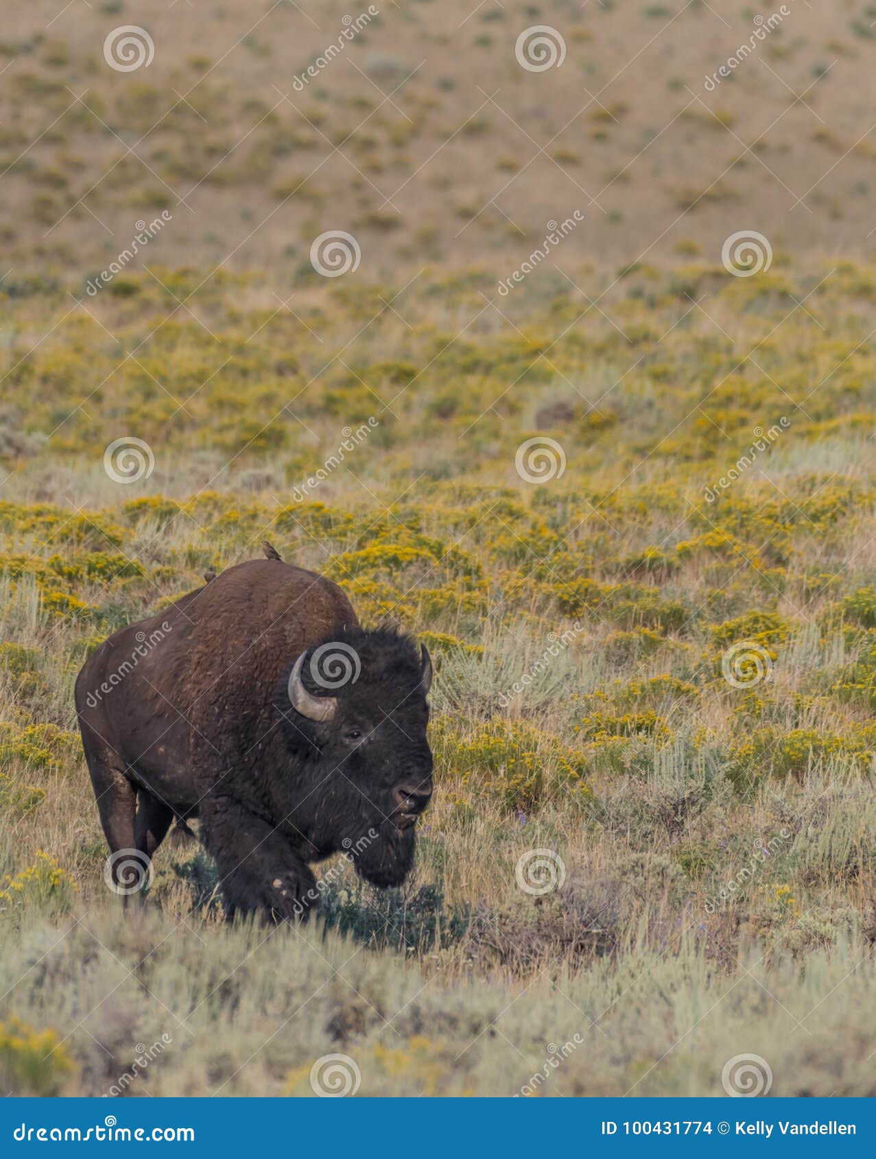 Large Bison Walk through Field Stock Photo - Image of animal, nature ...