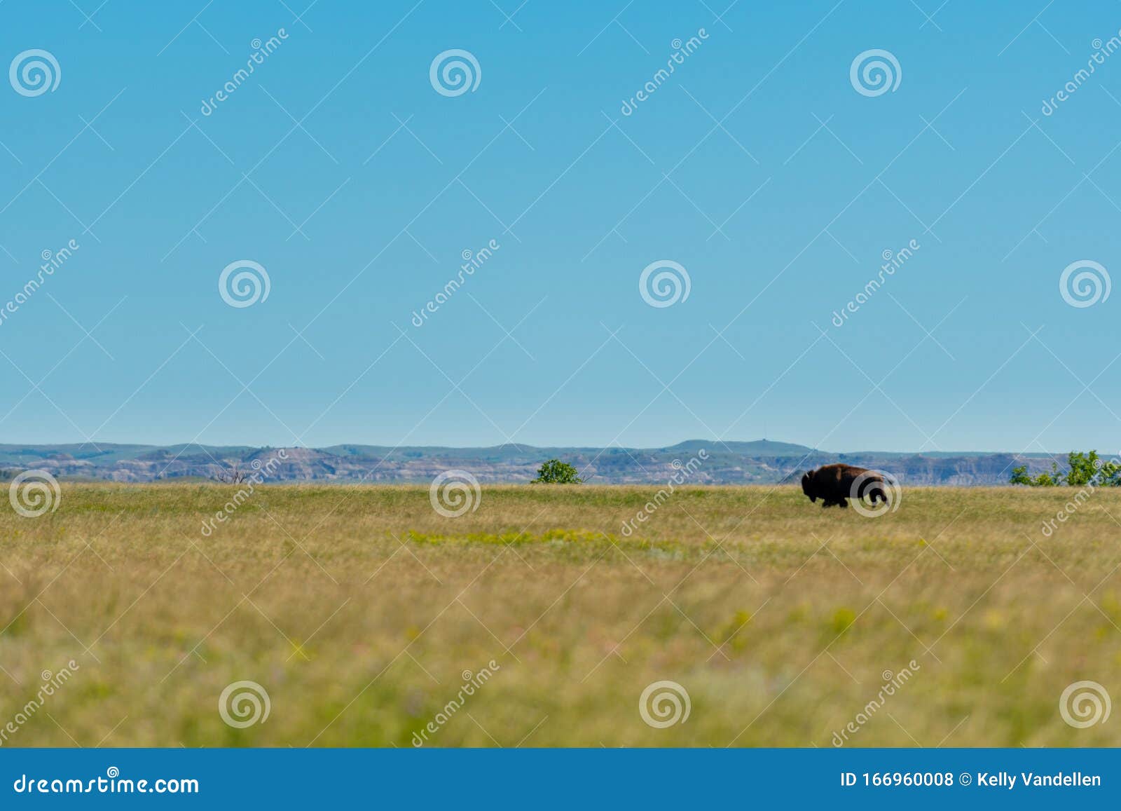 Large Bison Walks Across Prarie Stock Photo - Image of angle, prairie ...