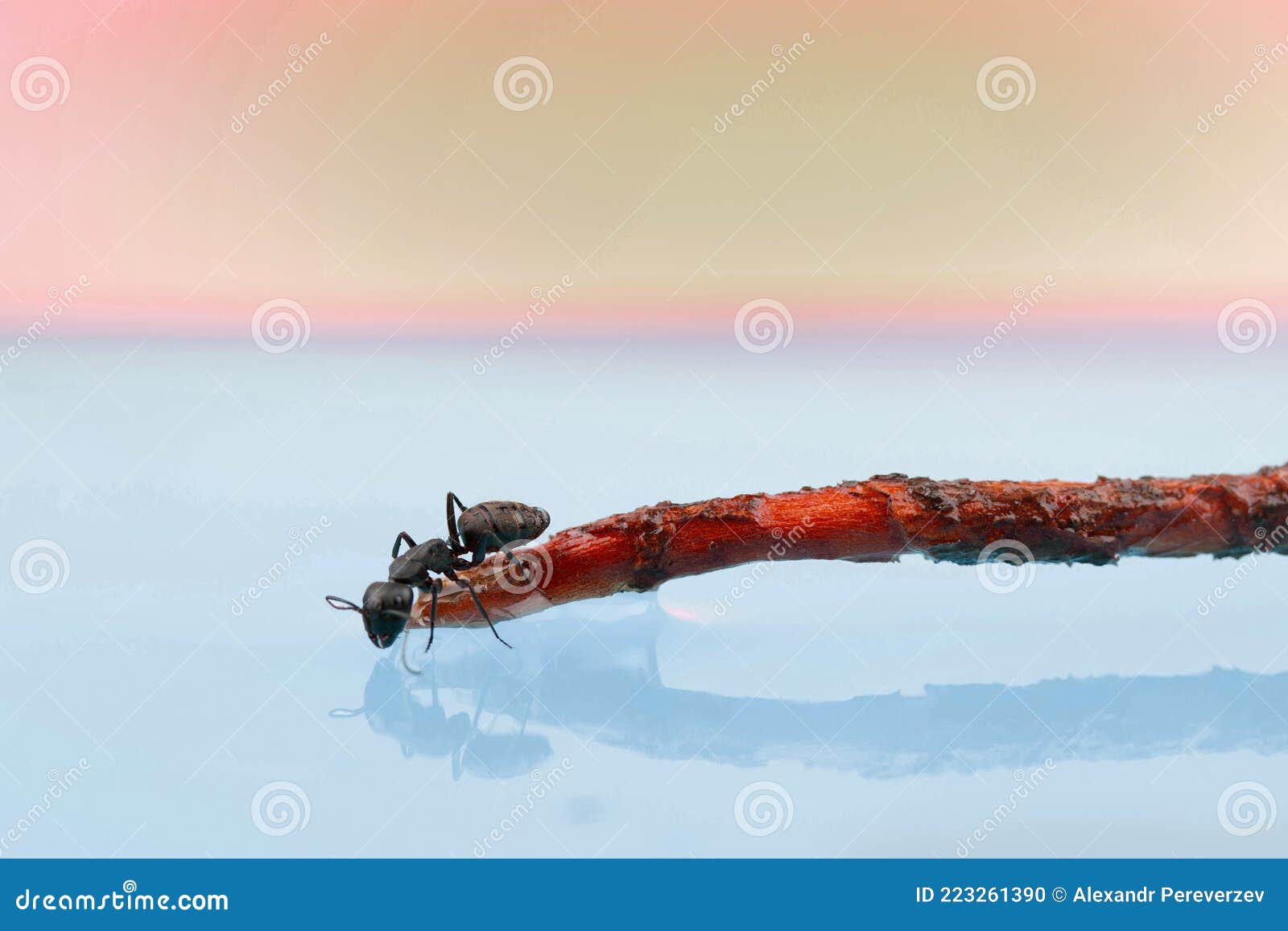 A Large Black Ant Drinks Water from a Pond Stock Photo - Image of scout ...