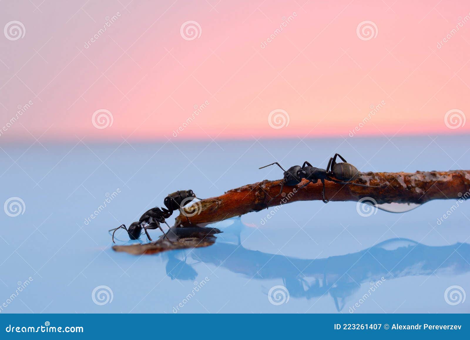 A Large Black Ant Drinks Water from a Pond Stock Image - Image of black ...