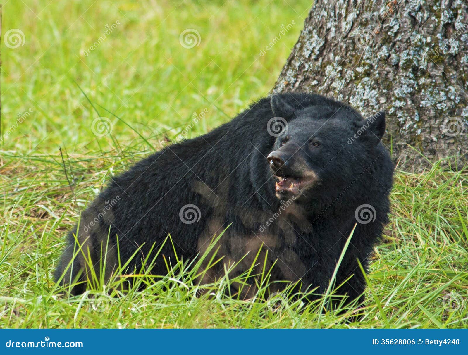 Black Bear Roaring
