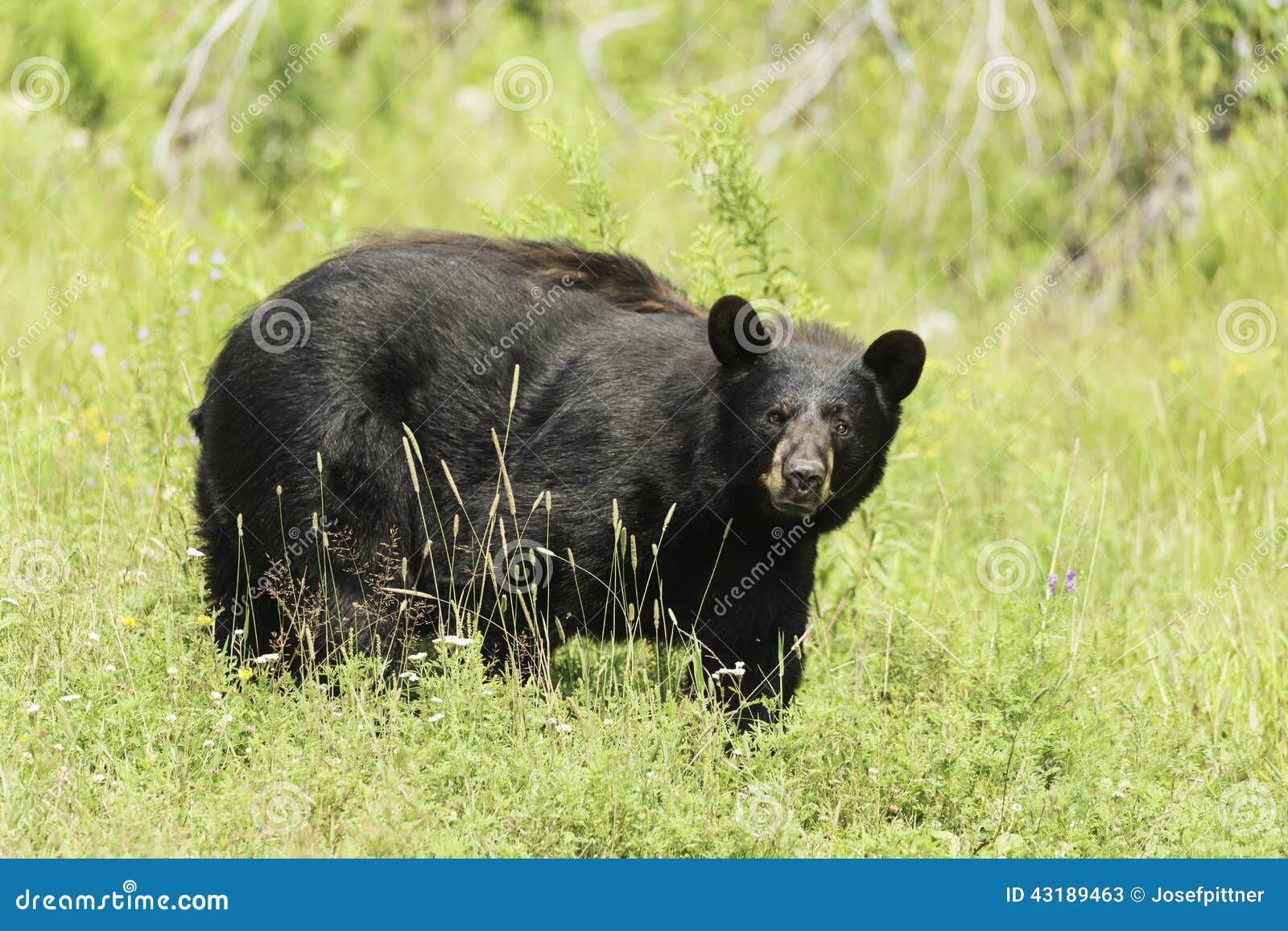 A Large Black Bear in a Grassy Field Stock Image - Image of face, grass ...
