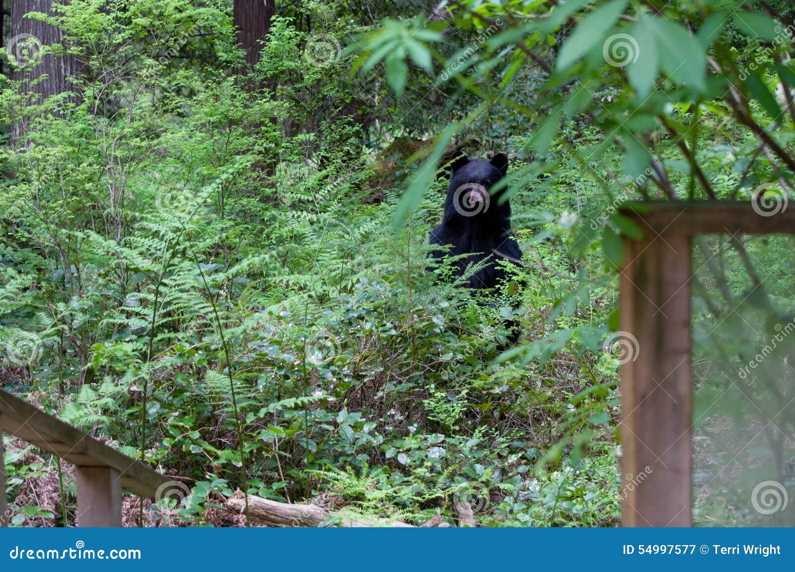 Large Black Bear stock image. Image of dangerous, mighty - 54997577