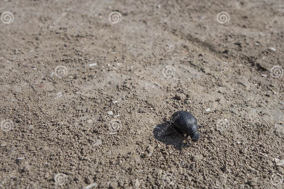 A Large Black Beetle Crawls on the Sand in the Wild Stock Photo - Image ...