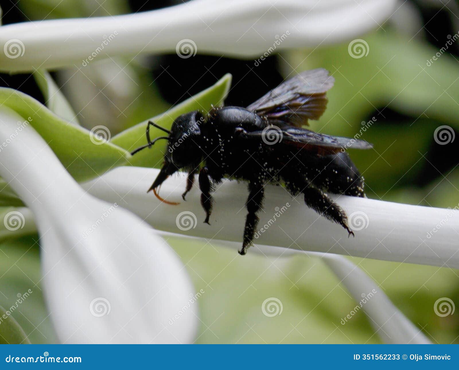 Large Black Beetle Eats Pollen on a Bud Stock Image - Image of black ...