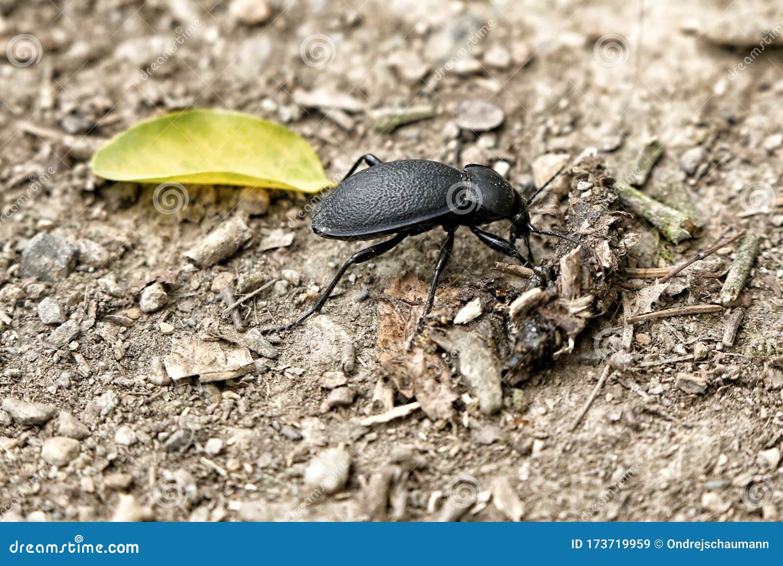 Large Black Bug by the Leaf on the Dirt Stock Image - Image of garden ...