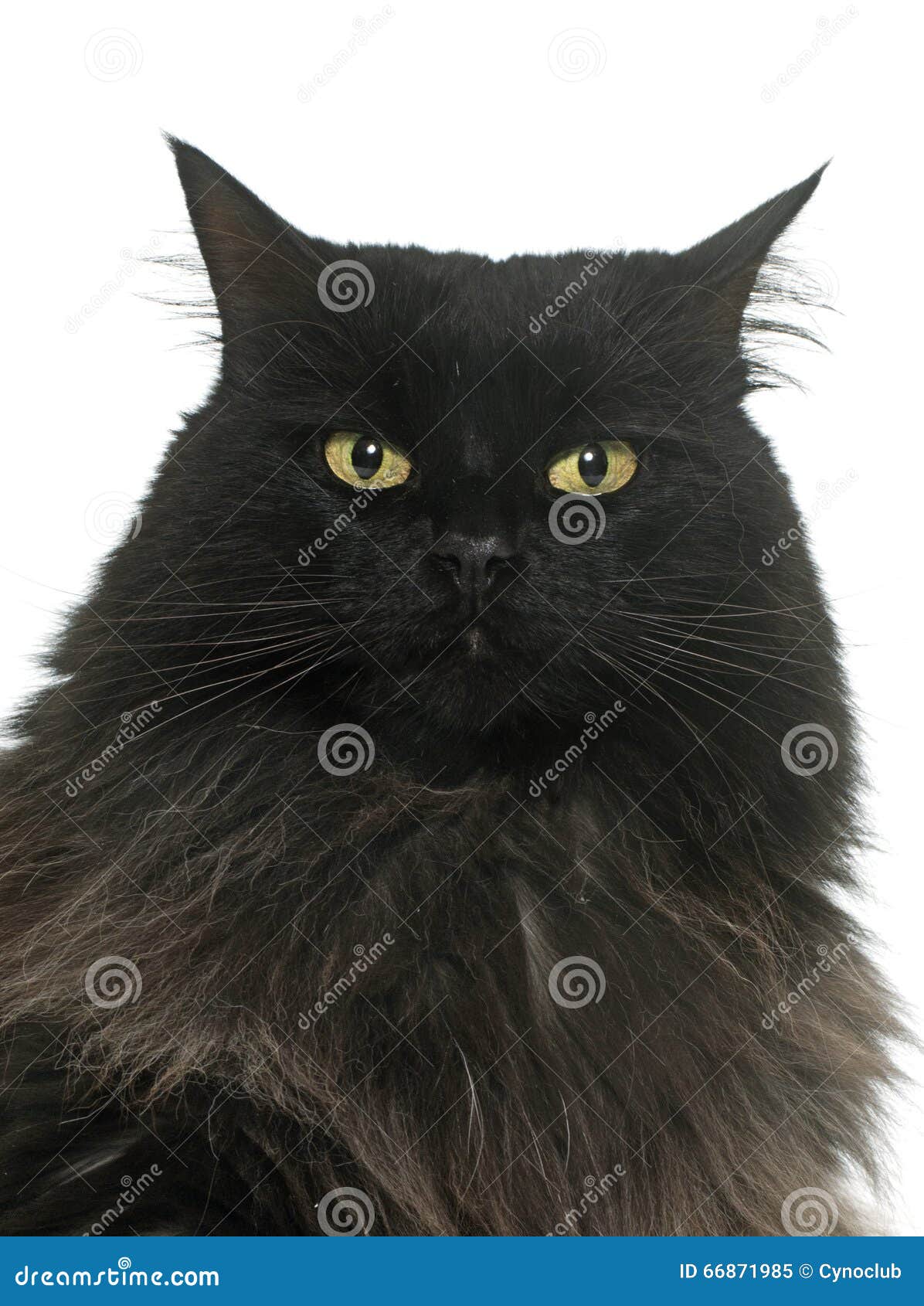 Large black cat stock image. Image of studio, isolated - 66871985