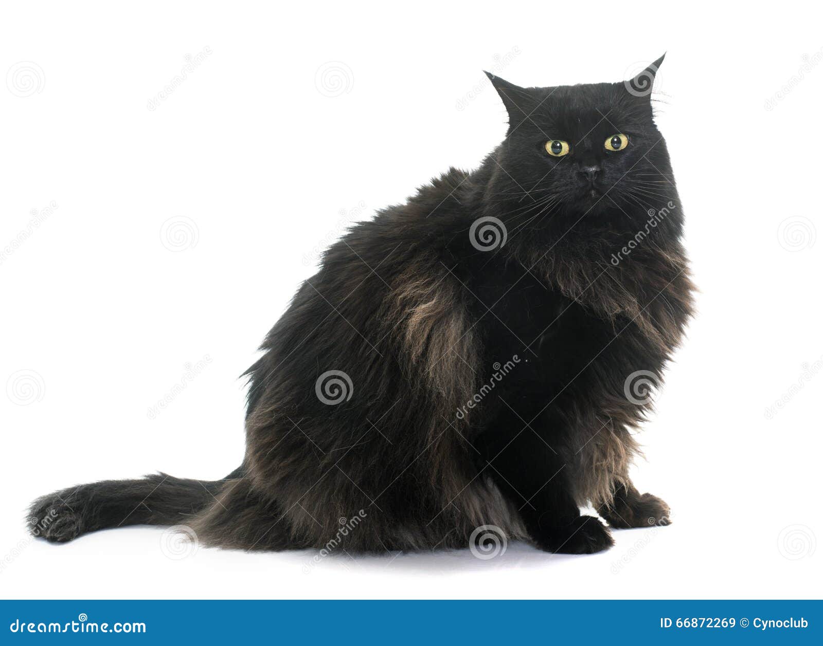Large black cat stock image. Image of feline, isolated - 66872269