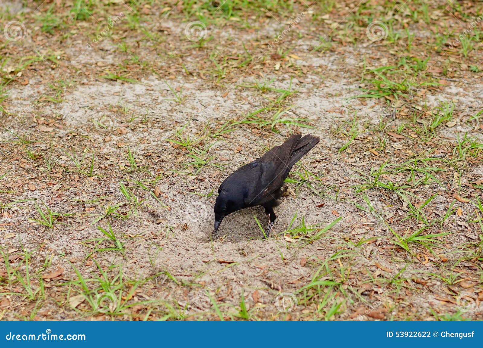 Large black crow bird stock photo. Image of fantasy, beak - 53922622