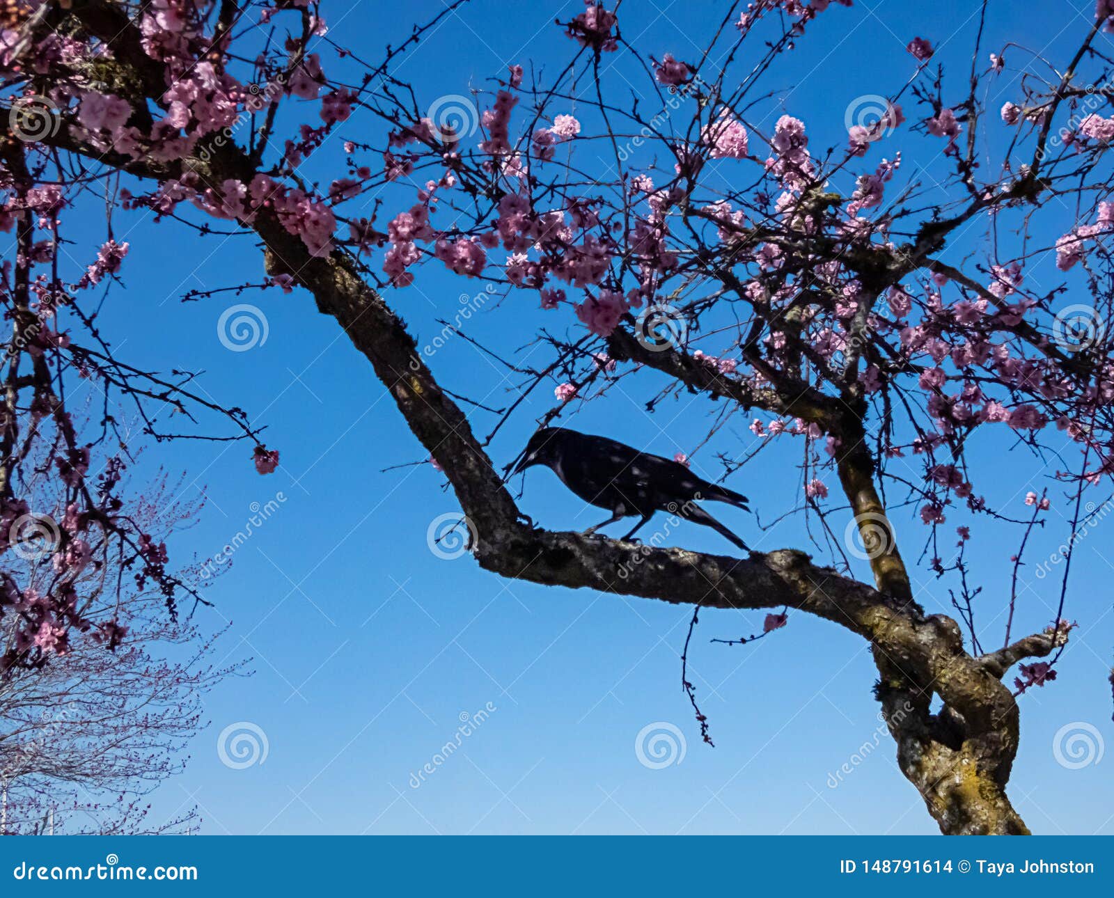 Crown in a Large Blooming Cherry Tree Stock Photo - Image of beak ...