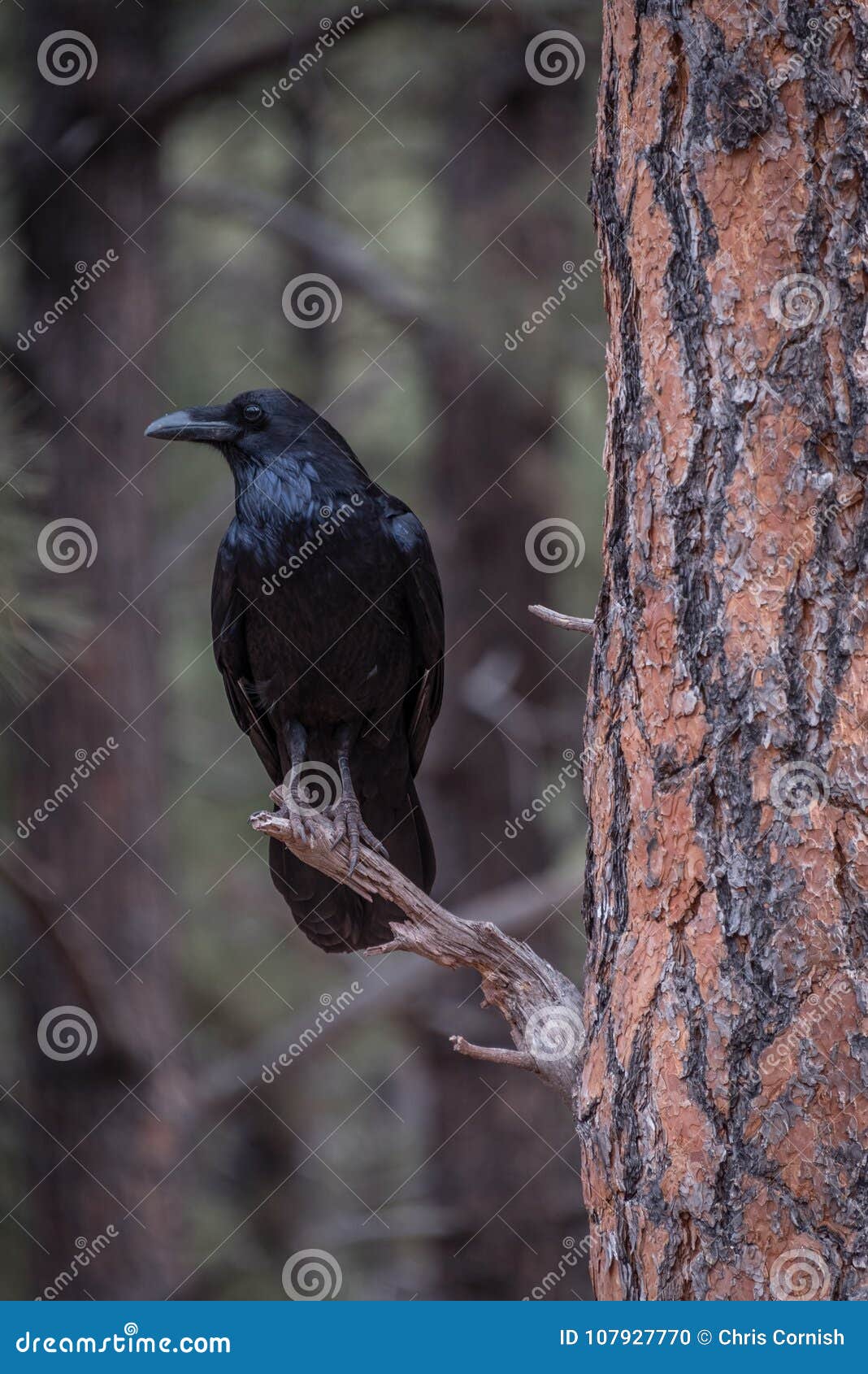Large black crow in tree stock photo. Image of isolated - 107927770