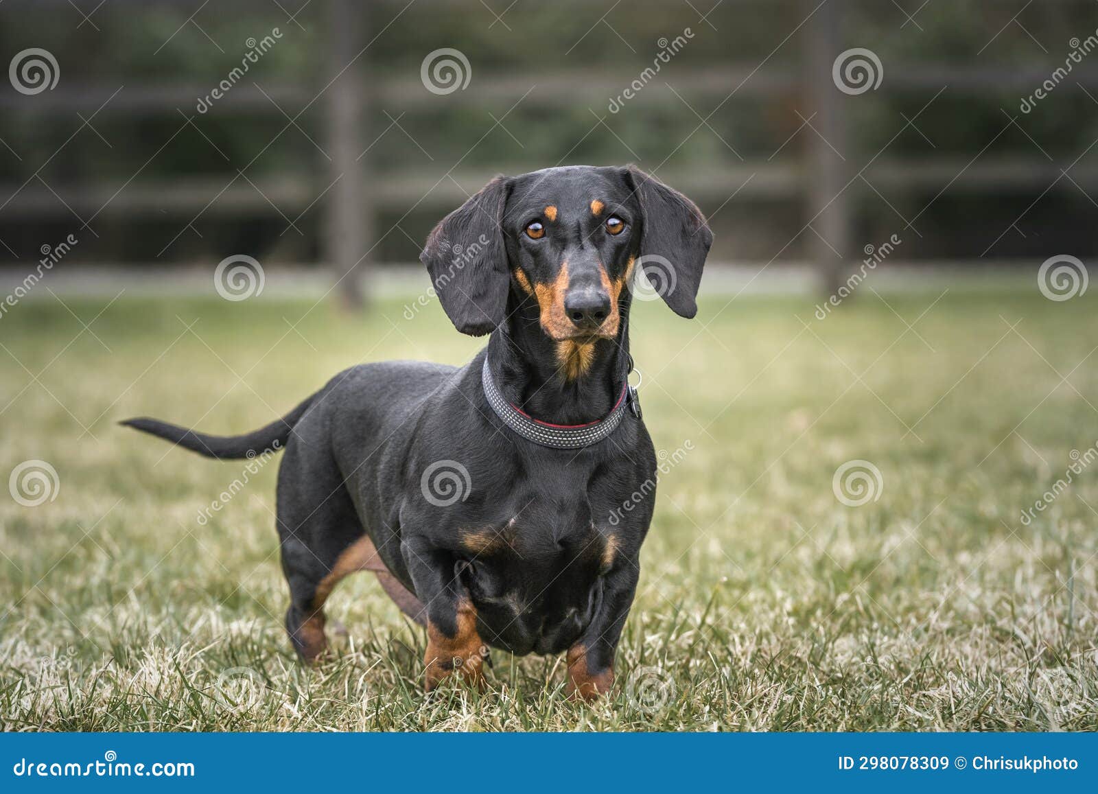 Large Black Dachshund Dog Looking Directly at the Camera Stock Image ...