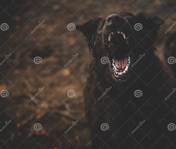 A Large Black Dog with Sharp Teeth Barks at the Camera Stock Image ...