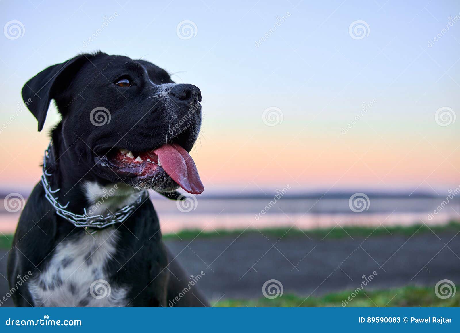 Large Black Dog Stands on= Shore of the Lake, Sunset in the Background ...