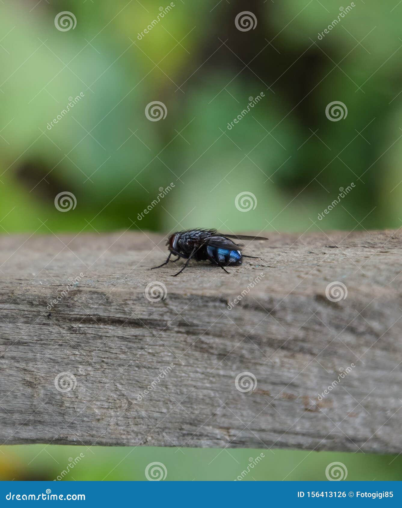 Large Black Fly on a . Insect Diptera Stock Photo - Image of eyes ...