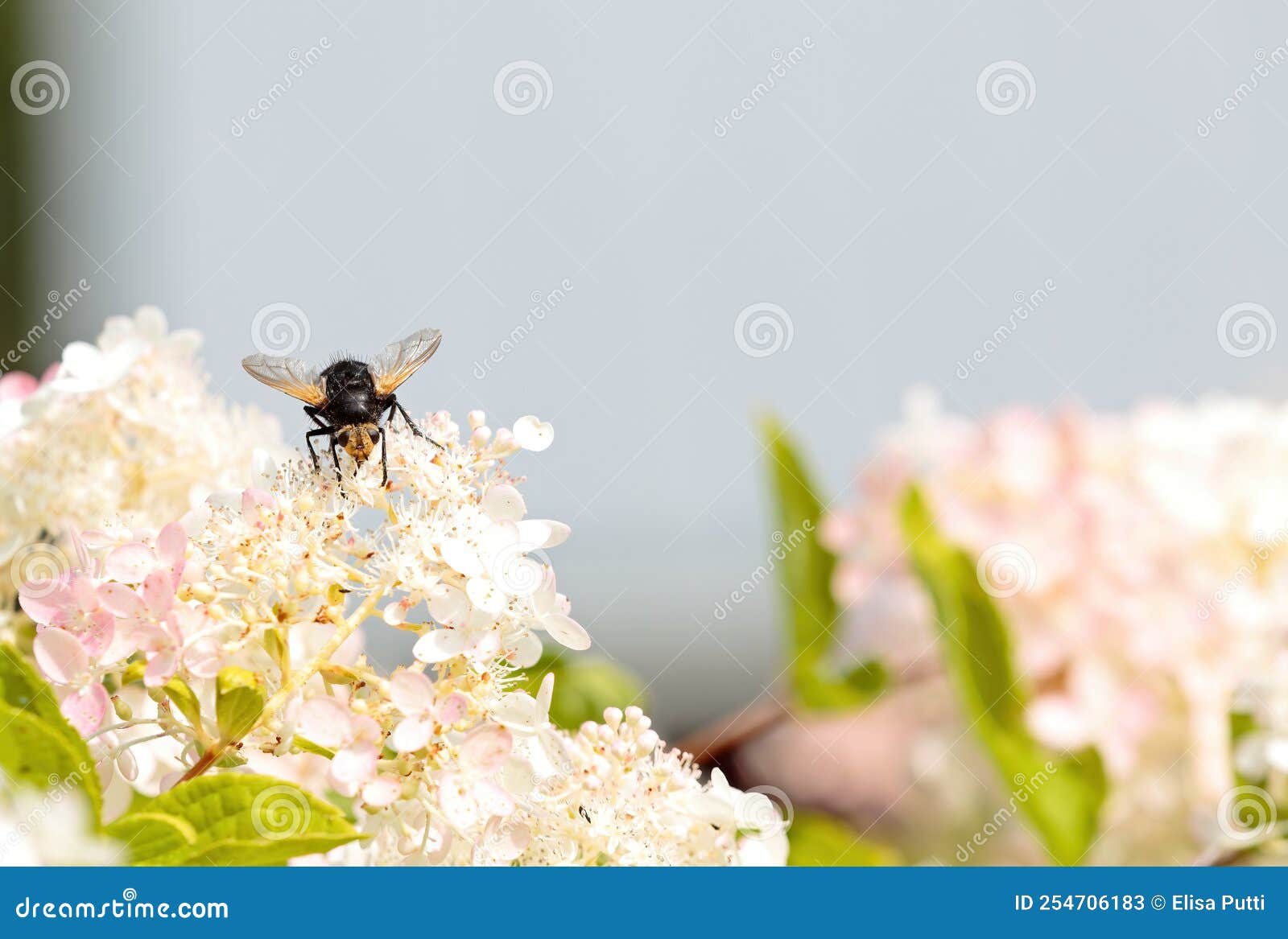 Large Black Fly with a Yellow Head Stock Image - Image of botany ...