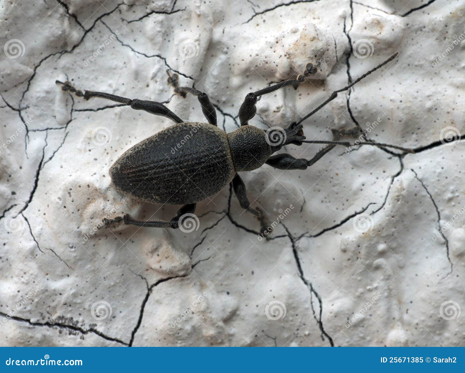 Large Black Hairy Weevil - Curculionoidea Stock Image - Image of ...
