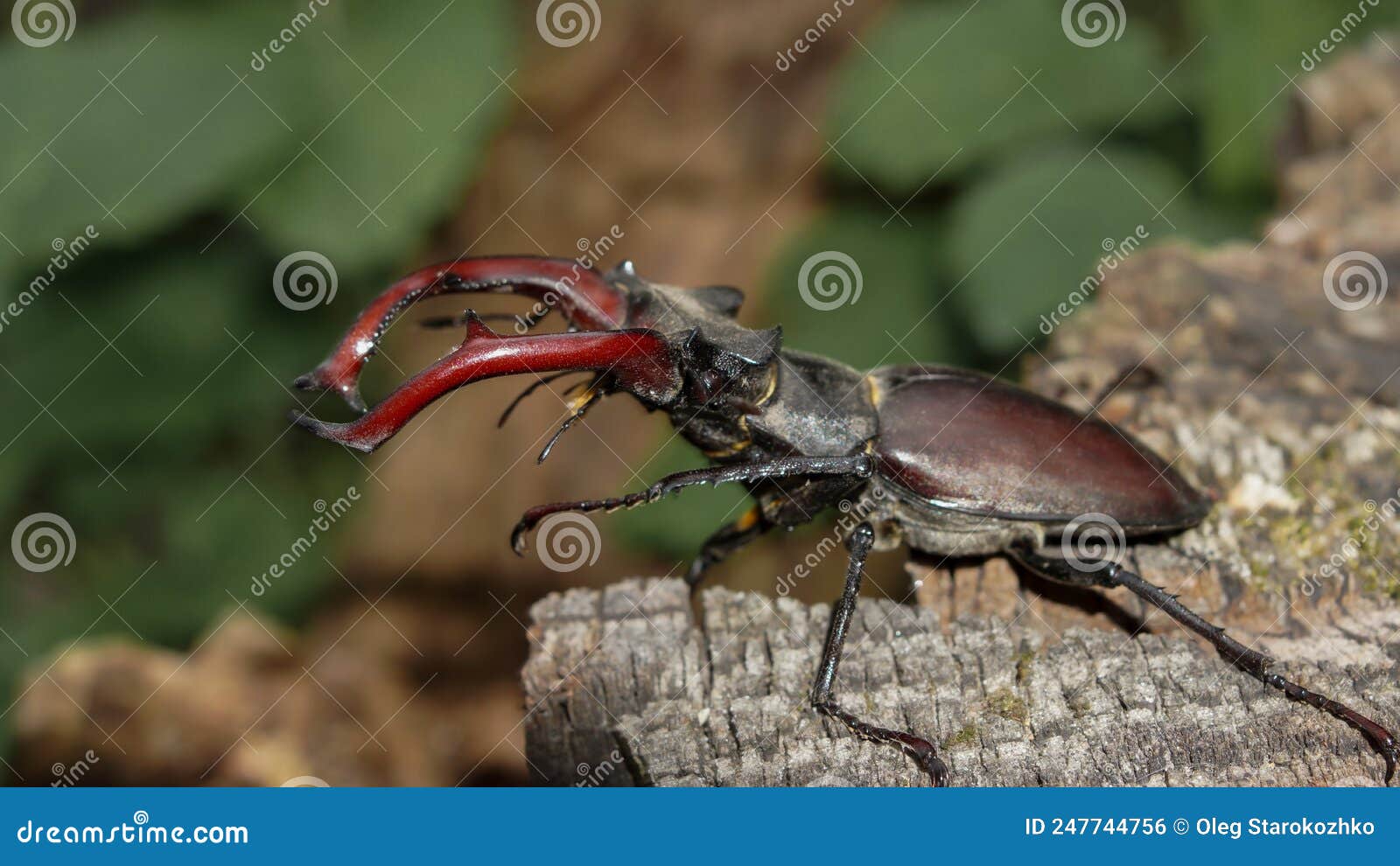 Large Black Horned Beetle on Wood Stock Photo - Image of honeybee ...