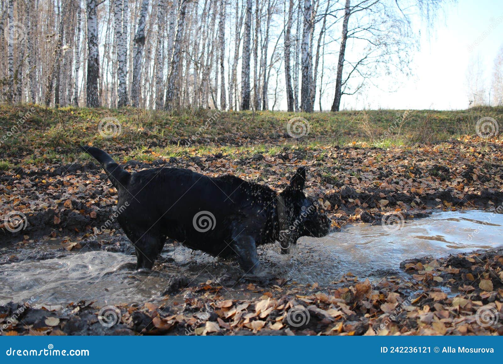 A Large Black Labrador Dog Bathes in a Muddy Puddle in the Park Stock ...