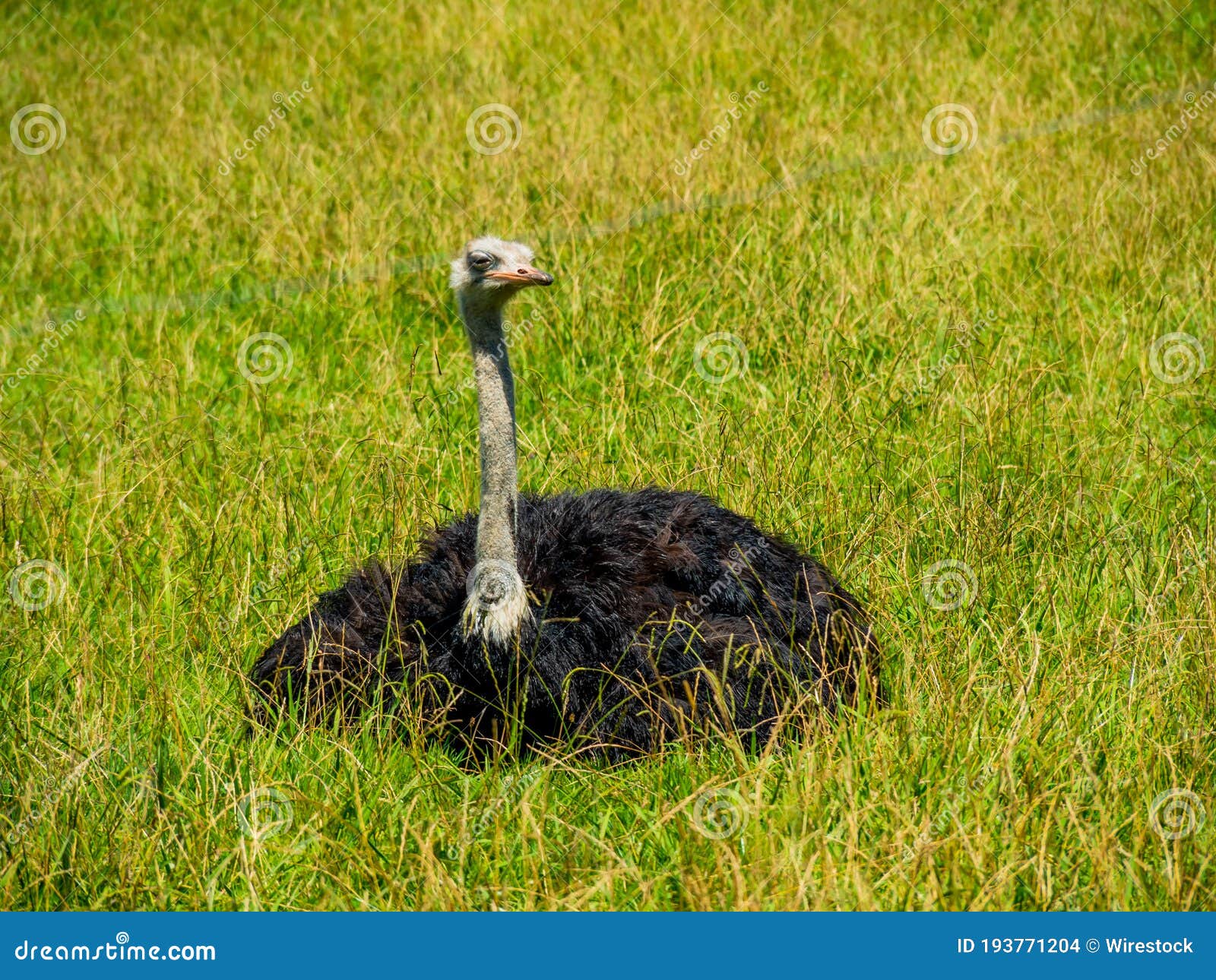 Large Black Ostrich Sitting Down and Resting in a Green Field Stock ...