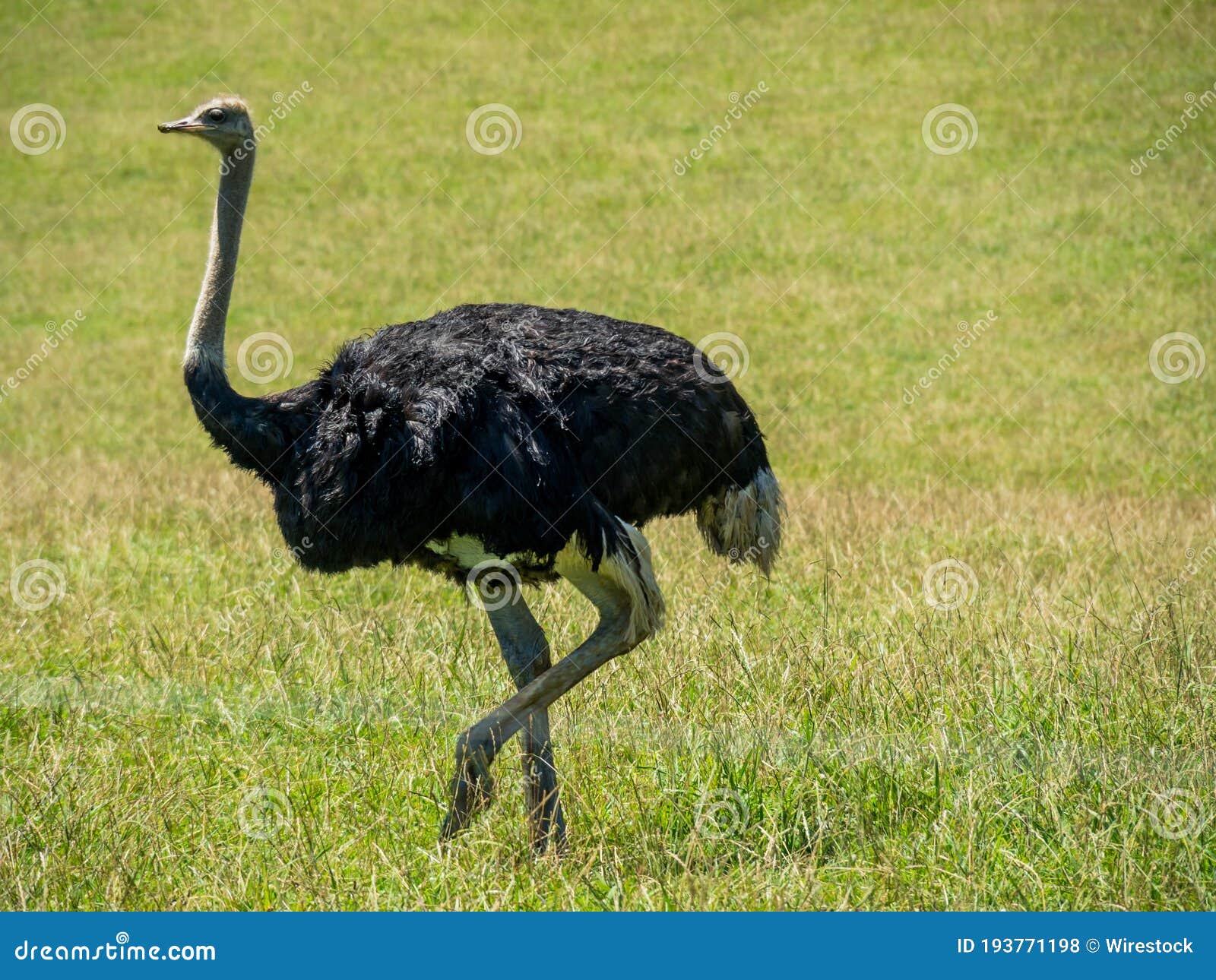 Large Black Ostrich Walking through a Field Stock Photo - Image of ...