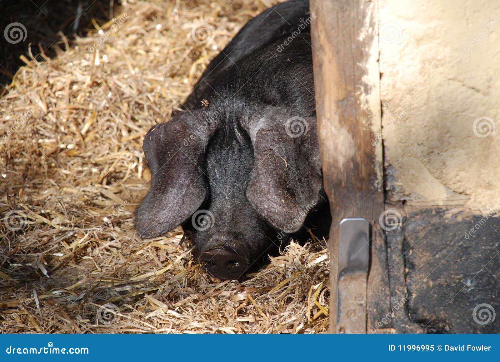 Large Black Labrador Running Through Water Stock Image | CartoonDealer ...