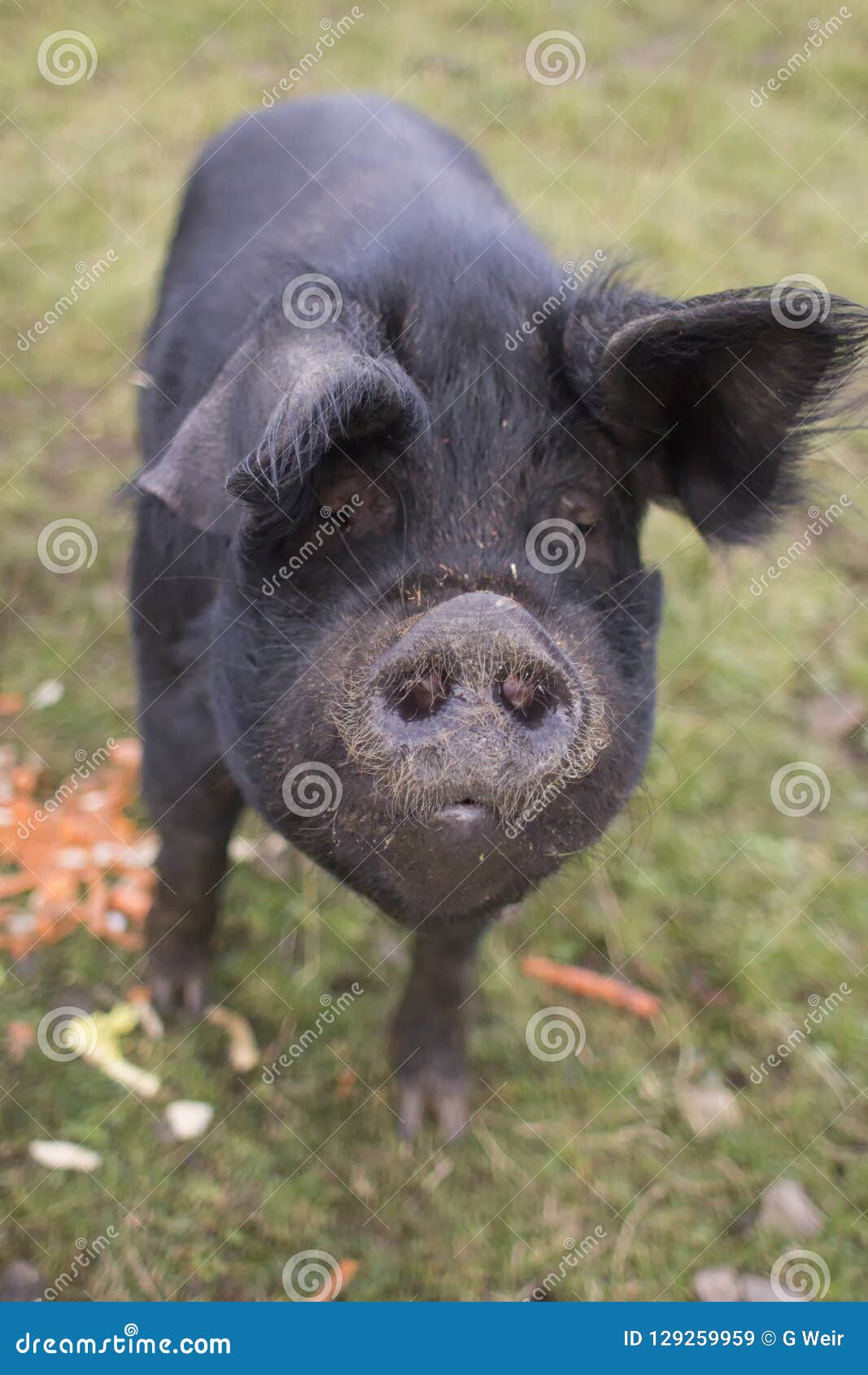 A Large Black Pig Looking at the Camera Stock Image - Image of male ...