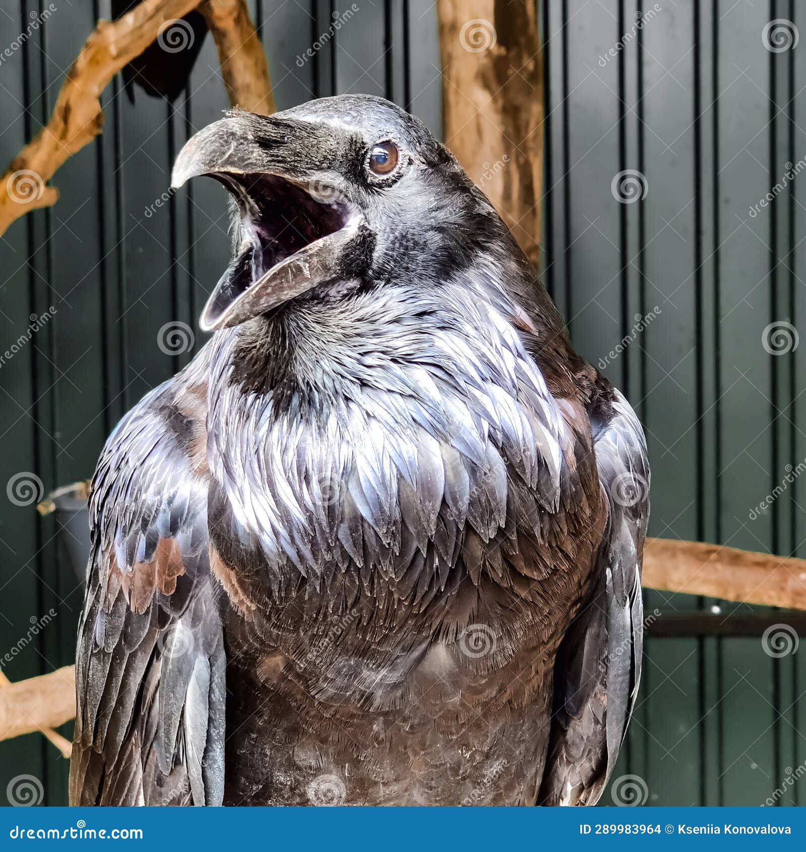 Large Black Raven with a Massive Beak Stock Photo - Image of carving ...