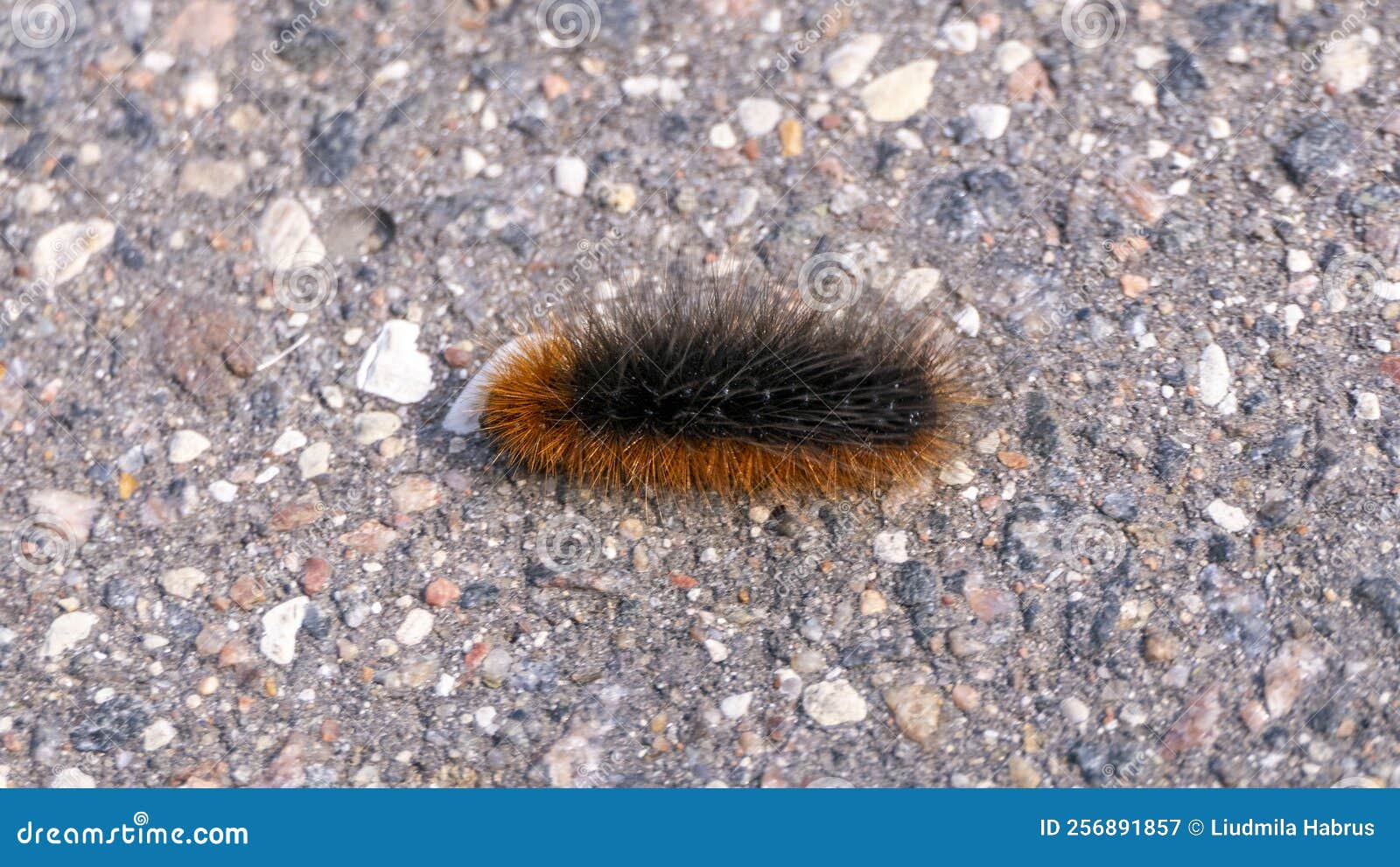 Large Black and Red Caterpillar Close-up Stock Image - Image of moth ...