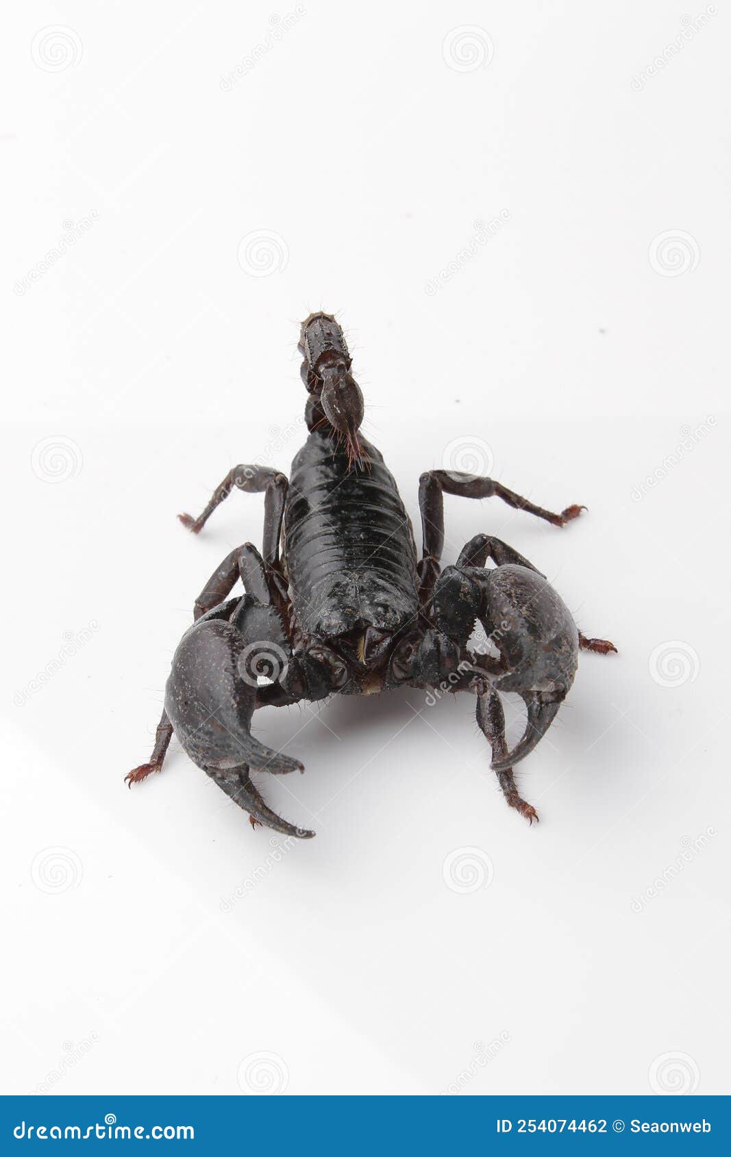 A Large Black Scorpion, it is on White Background Stock Photo - Image ...