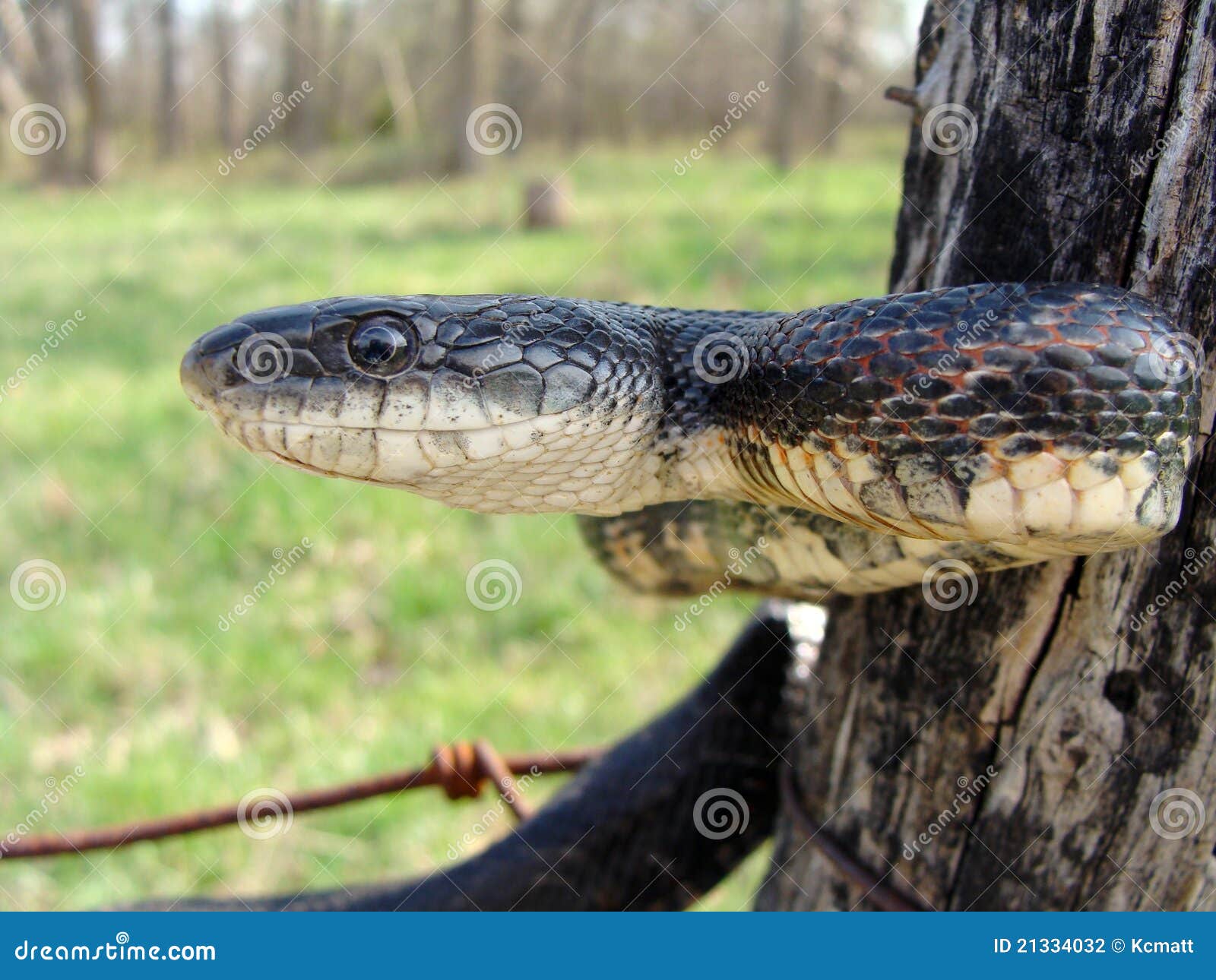 Large Black Snake Called a Black Rat Snake Stock Photo - Image of black ...