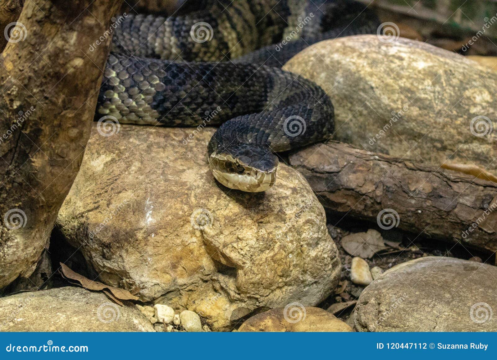 Large black snake stock photo. Image of eyes, head, animal - 120447112