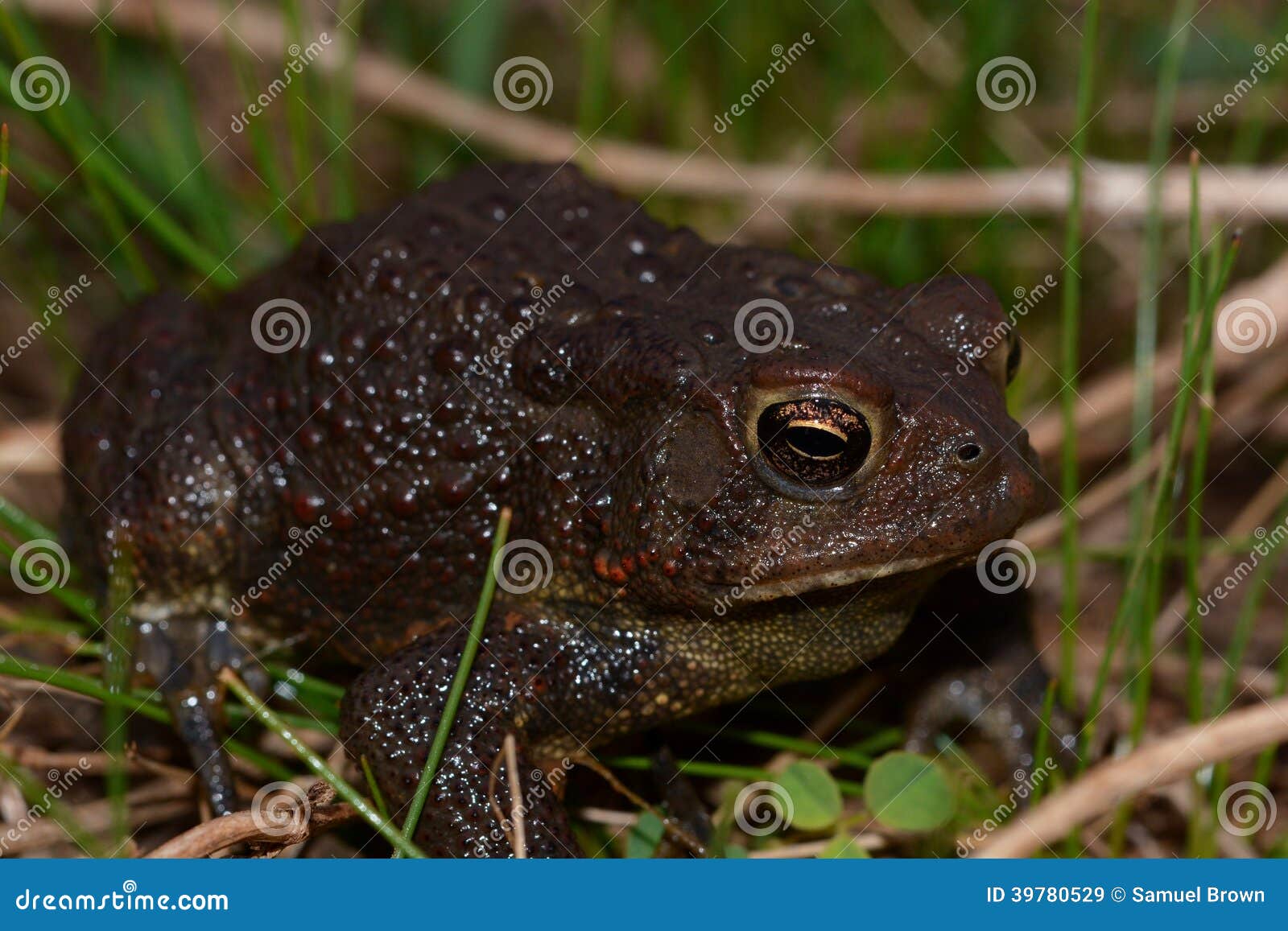 Large black toad stock image. Image of nature, acris - 39780529