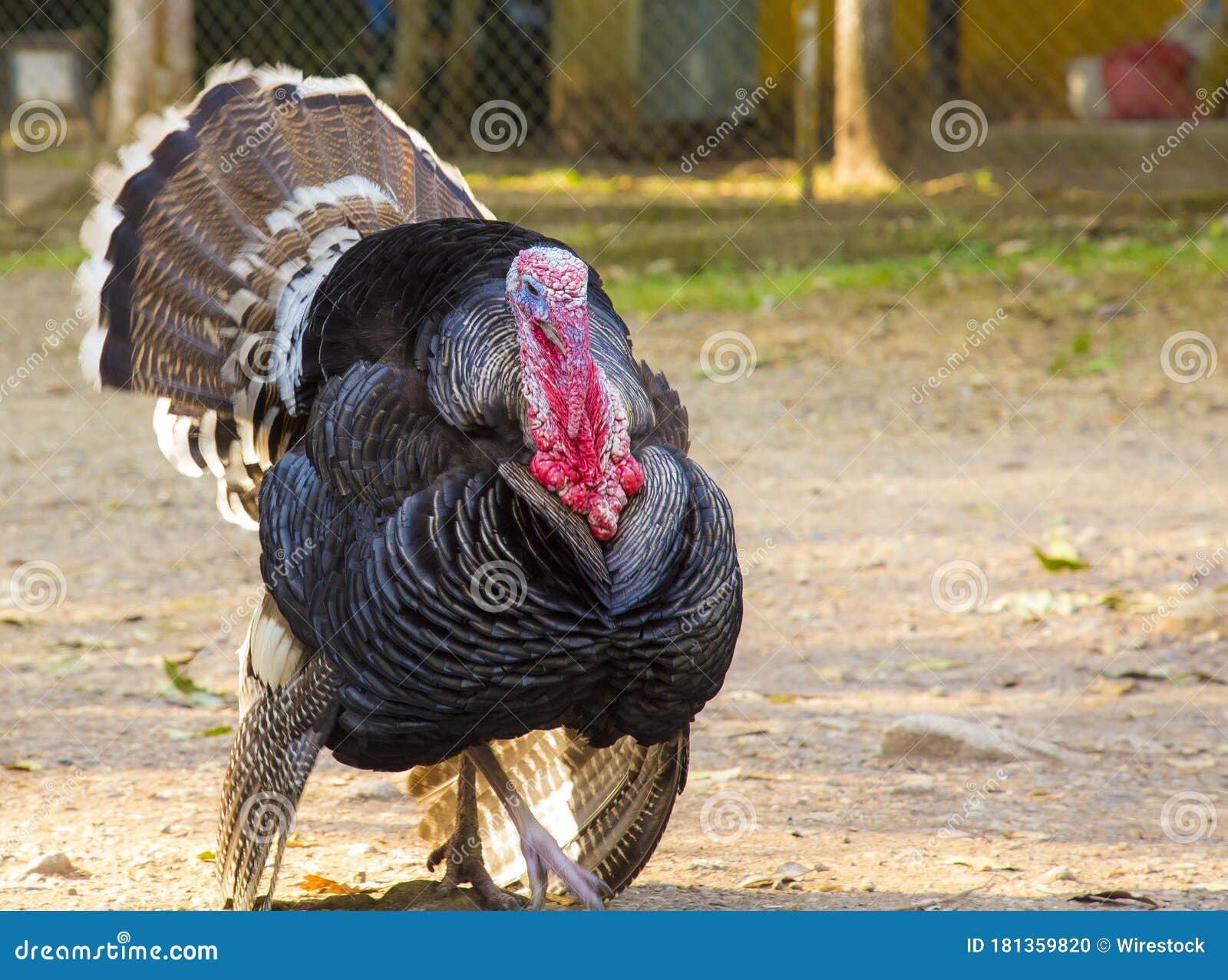 Large Black Turkey in the Republic of Honduras Stock Photo - Image of ...