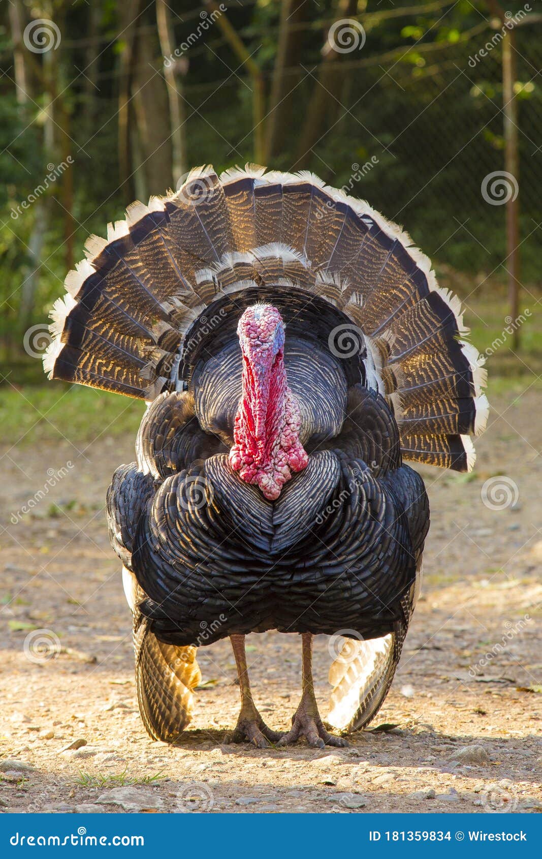 Large Black Turkey in the Republic of Honduras Stock Photo - Image of ...