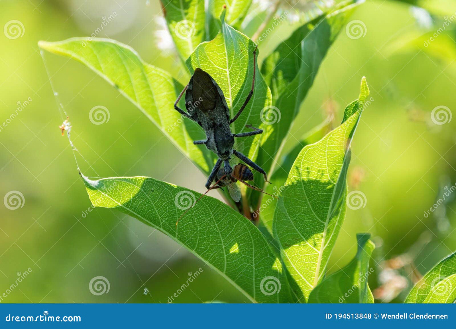 Large Wheel Bug Clinging To Leaves and Feeding on a Honeybee Stock ...