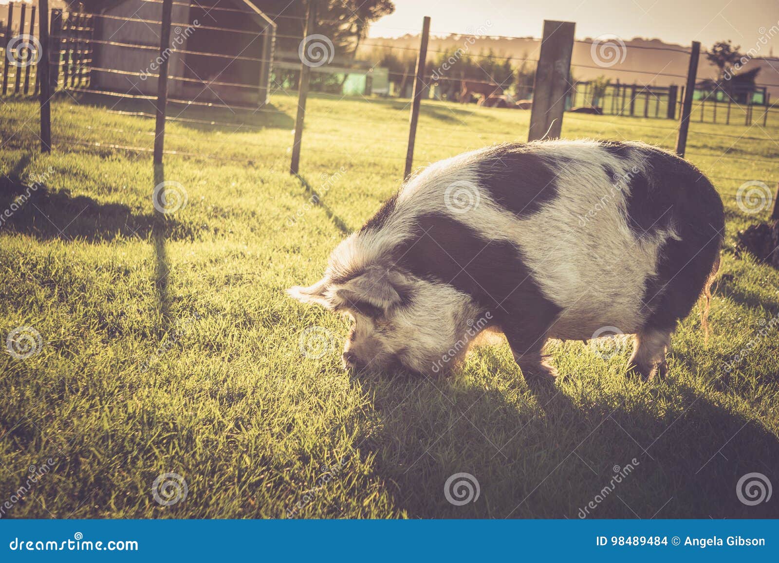 Kunekune Pig in Paddock stock photo. Image of nature - 98489484