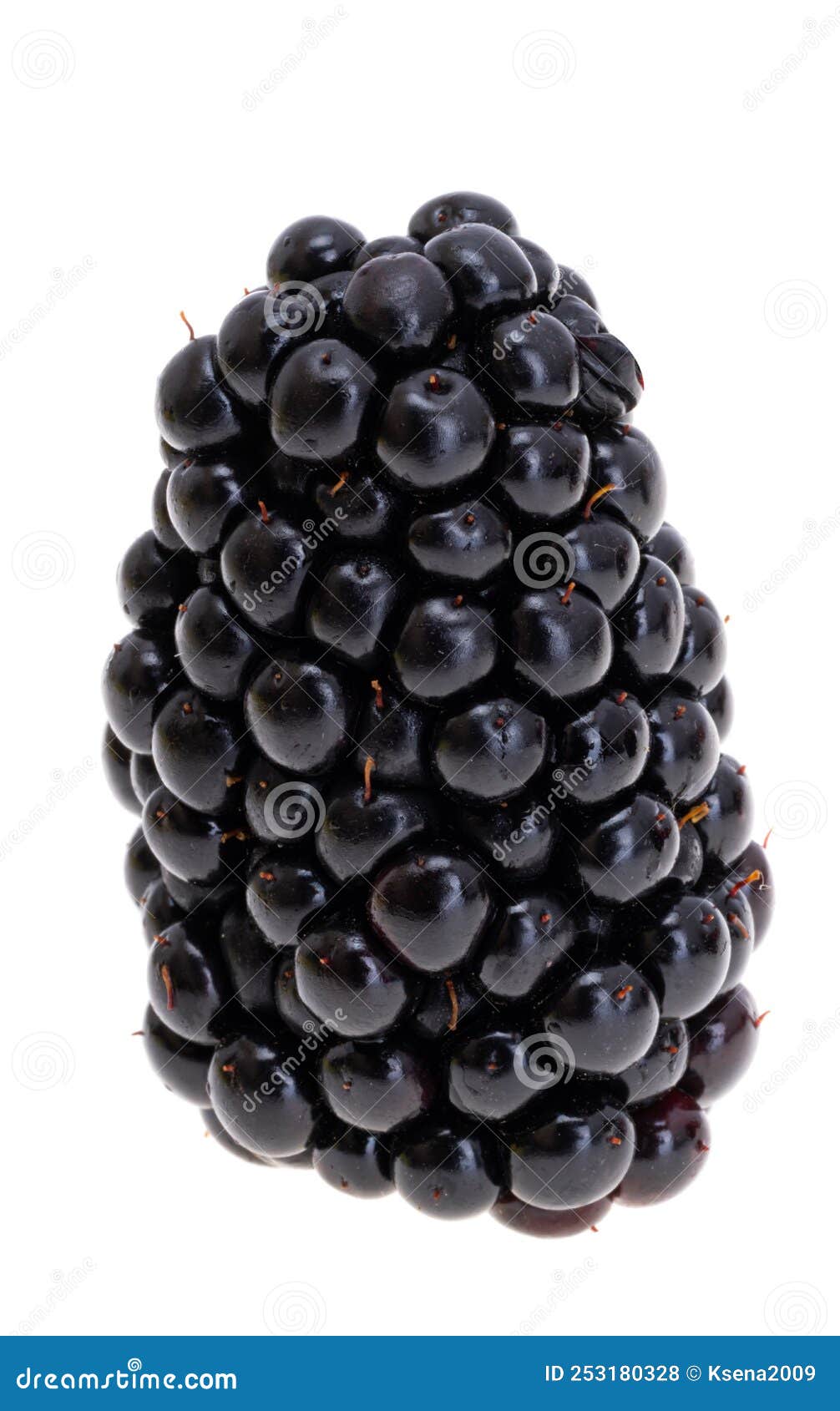 Large blackberry isolated stock photo. Image of bunch - 253180328