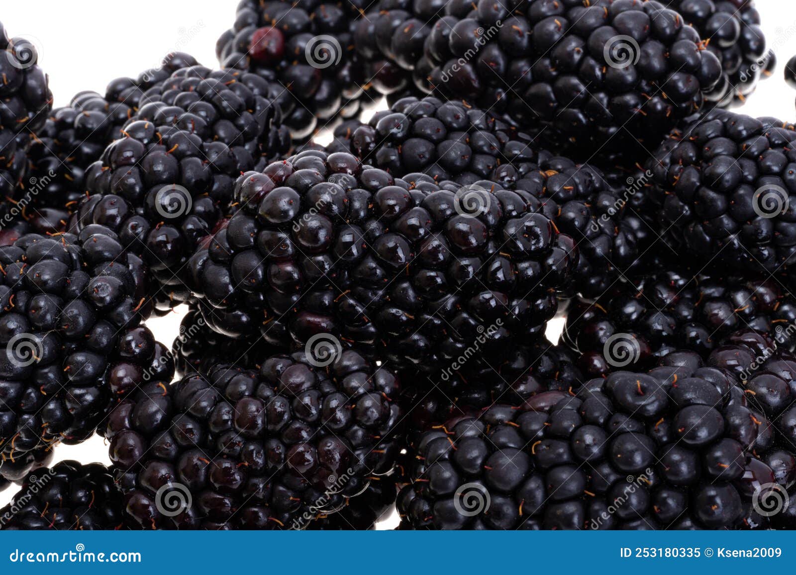 Large blackberry isolated stock image. Image of organic - 253180335