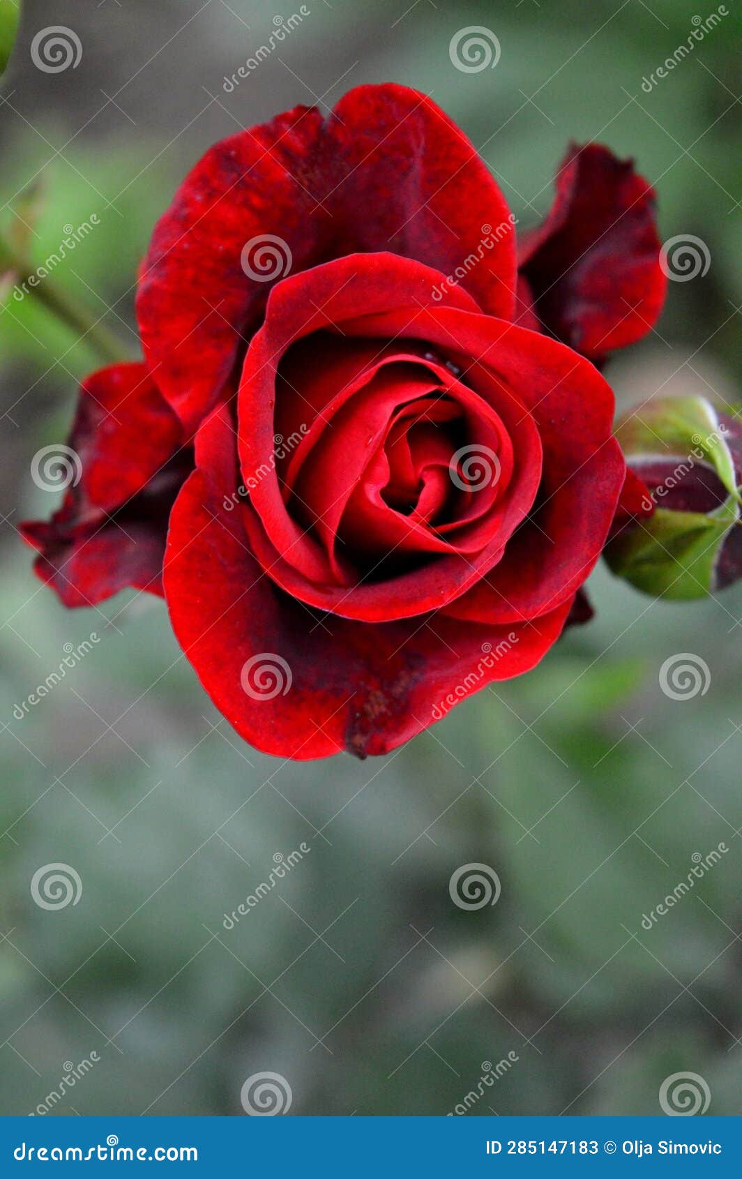 Large blooming red rose stock image. Image of large - 285147183