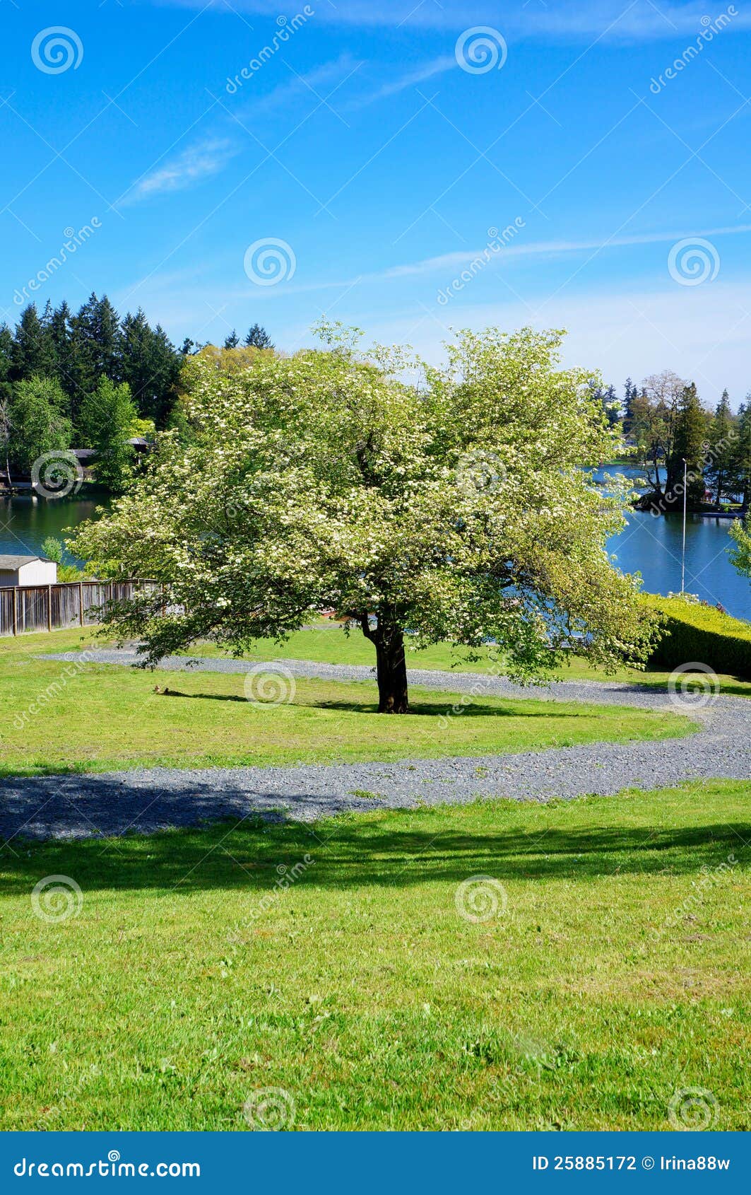 Large Blooming Spring Tree with Lake Stock Photo - Image of apple ...