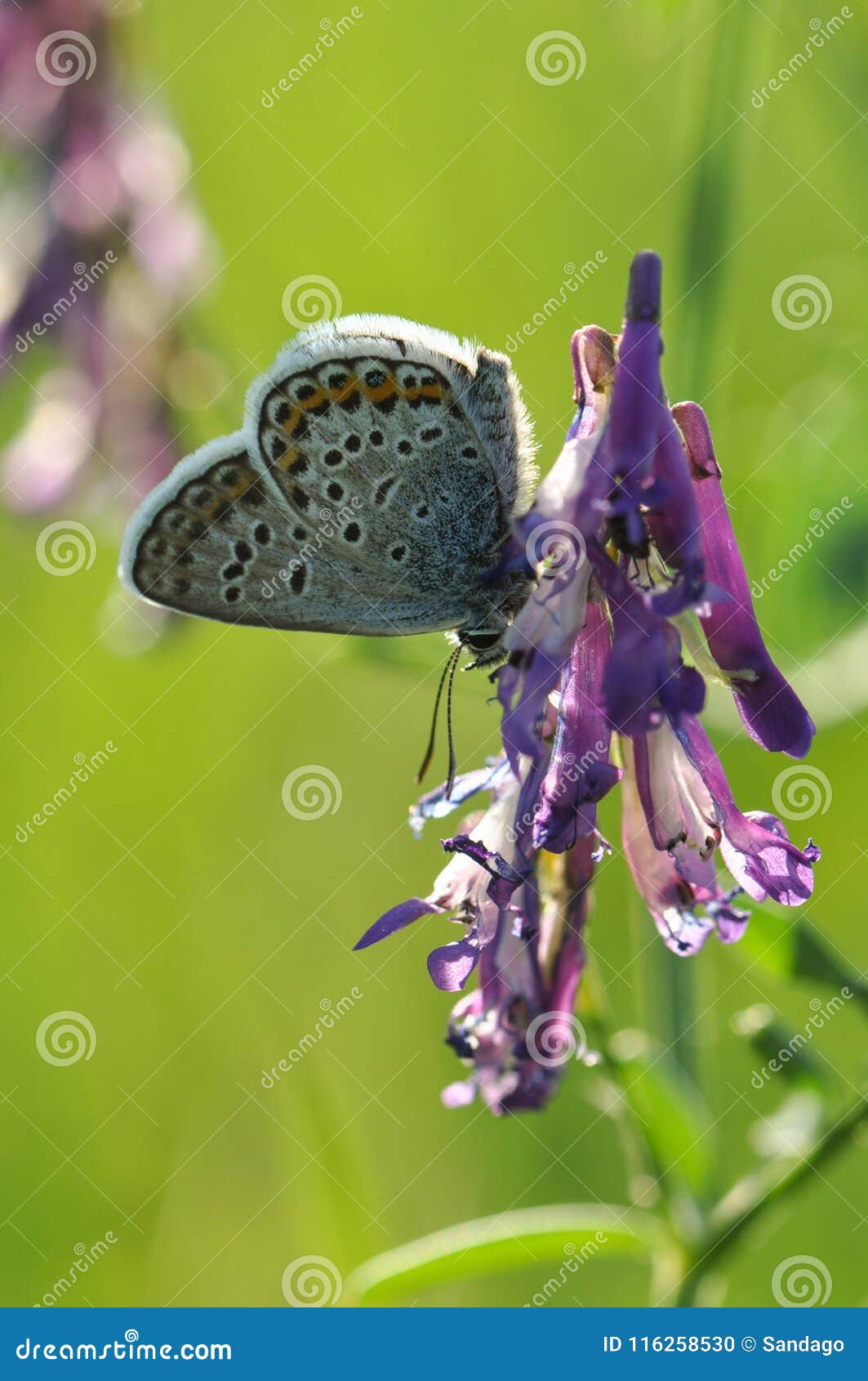 Large Blue Butterfly stock photo. Image of europe, aster - 116258530