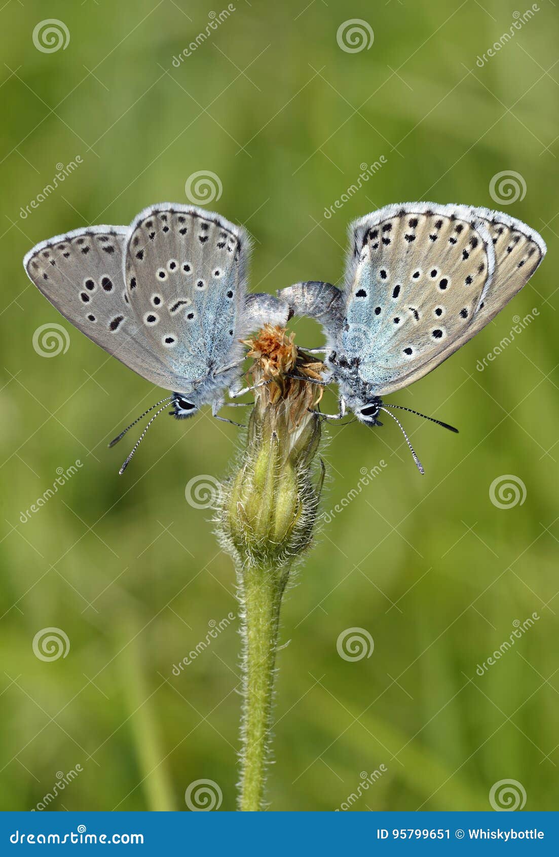 Large Blue Butterfly stock image. Image of england, gray - 95799651