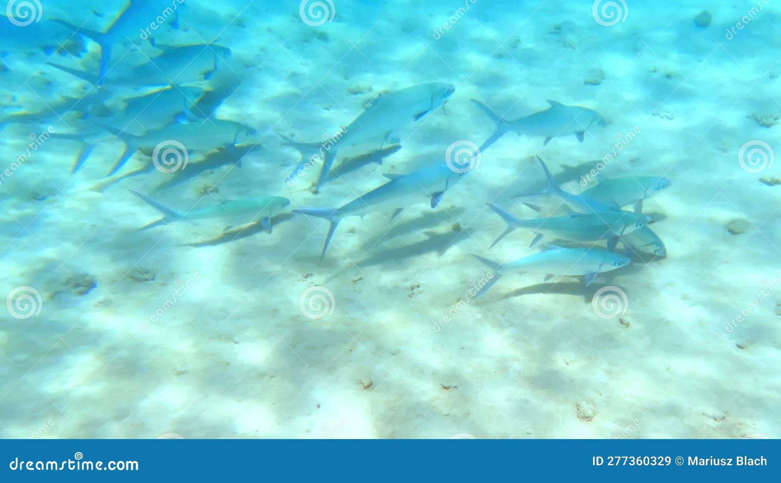 Large blue colored fish stock video. Video of fish, aquarium - 277360329