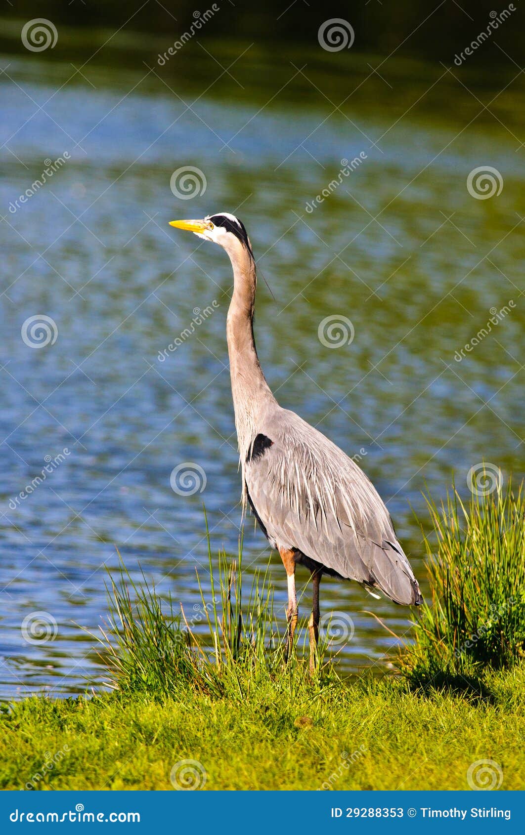 Large Blue Heron at Sunset stock image. Image of great - 29288353