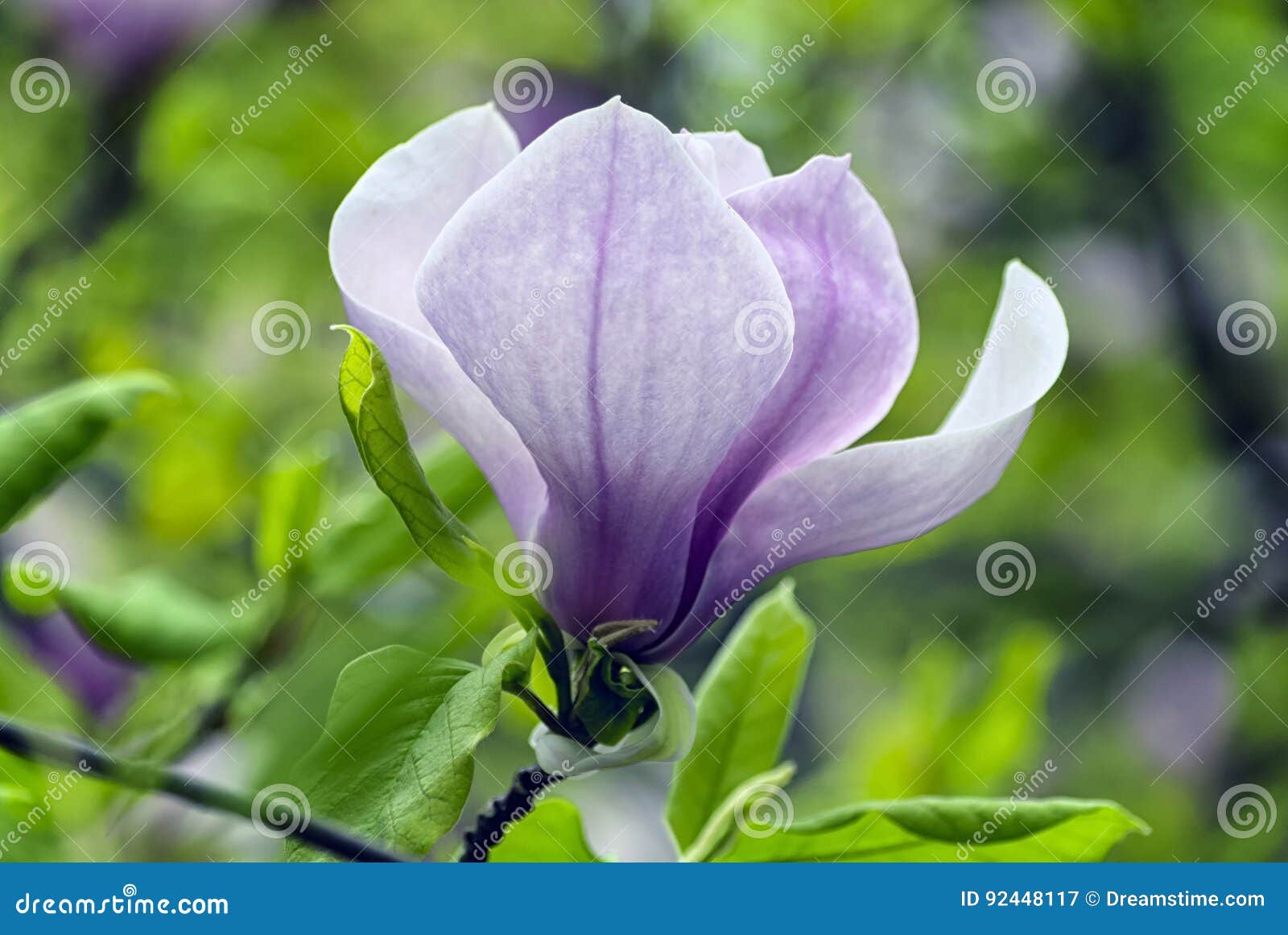 A Large Blue Magnolia Flower among the Leaves. Stock Image - Image of ...