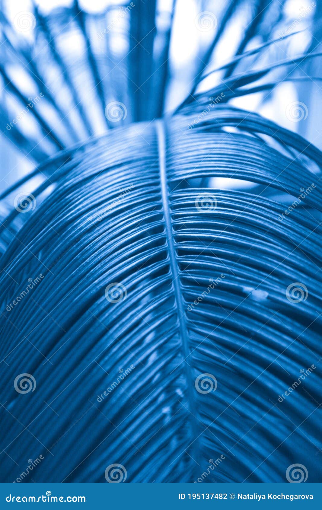 Large blue palm leaves stock photo. Image of natural - 195137482